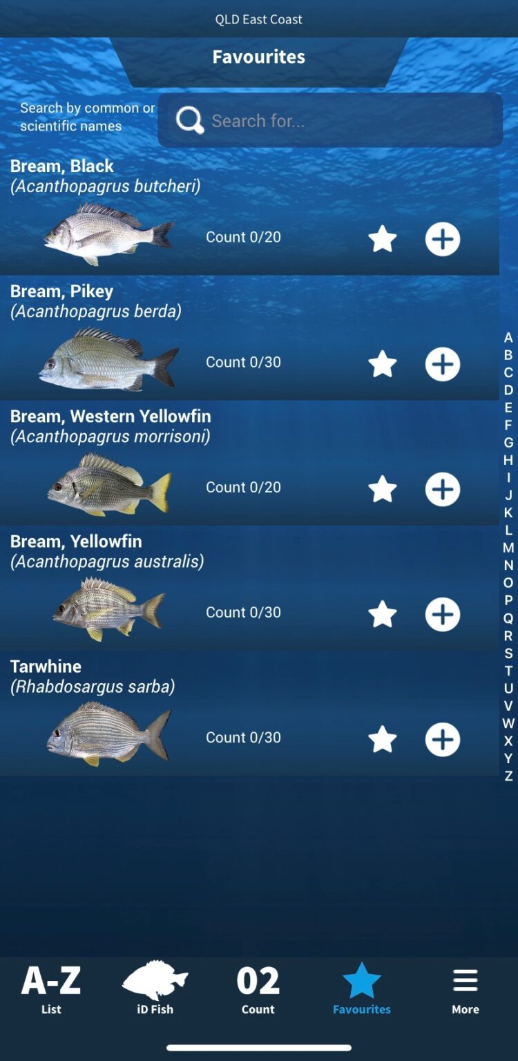 Bream Fishing - Size, Bait, Rigs - The Wooly Experience